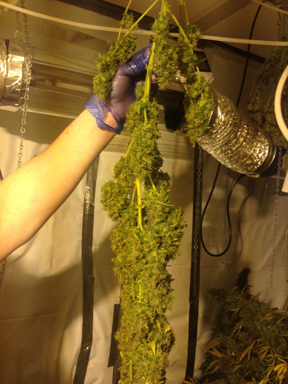 The Ultimate Guide to Drying & Curing for Killer Cannabis Buds