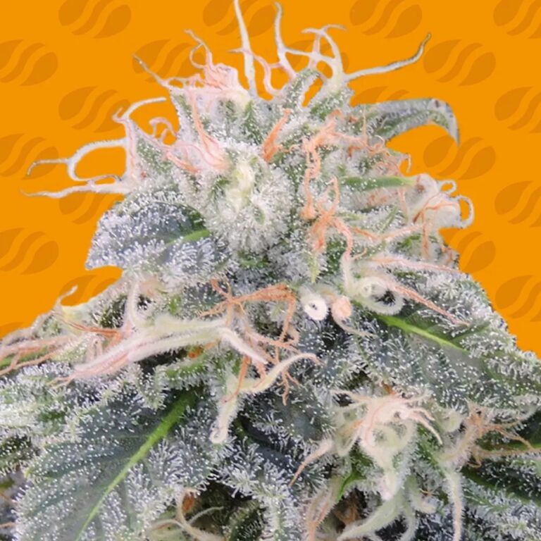 Black Ghost OG – Power, Flavour and Seductive Calm